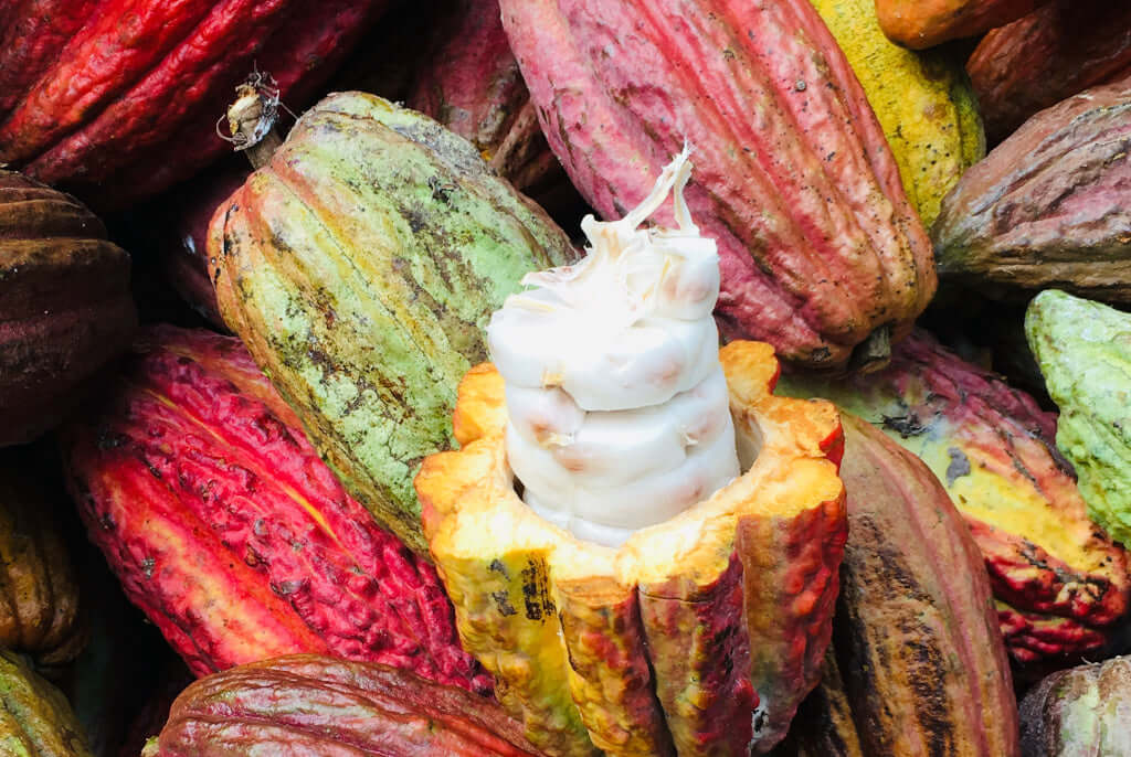 Cacao Fruit